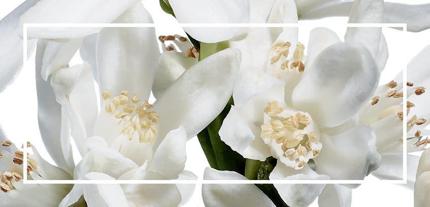 Floral | Explore by olfactory family | Diptyque Paris